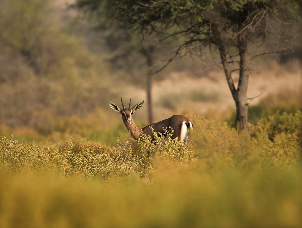 Dubai National Park: In the laps of nature - Dubai Blog