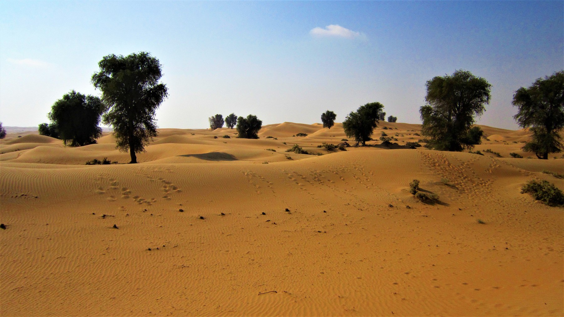 Dubai Desert Conservation Reserve - Exploring the Desert Landscape ...