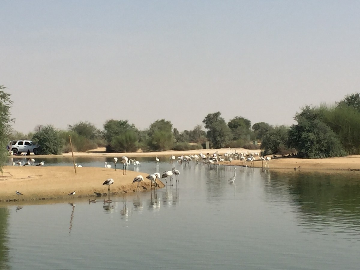 Dubai’s Unforgettable Attractions for Nature Lovers - Dubai Blog