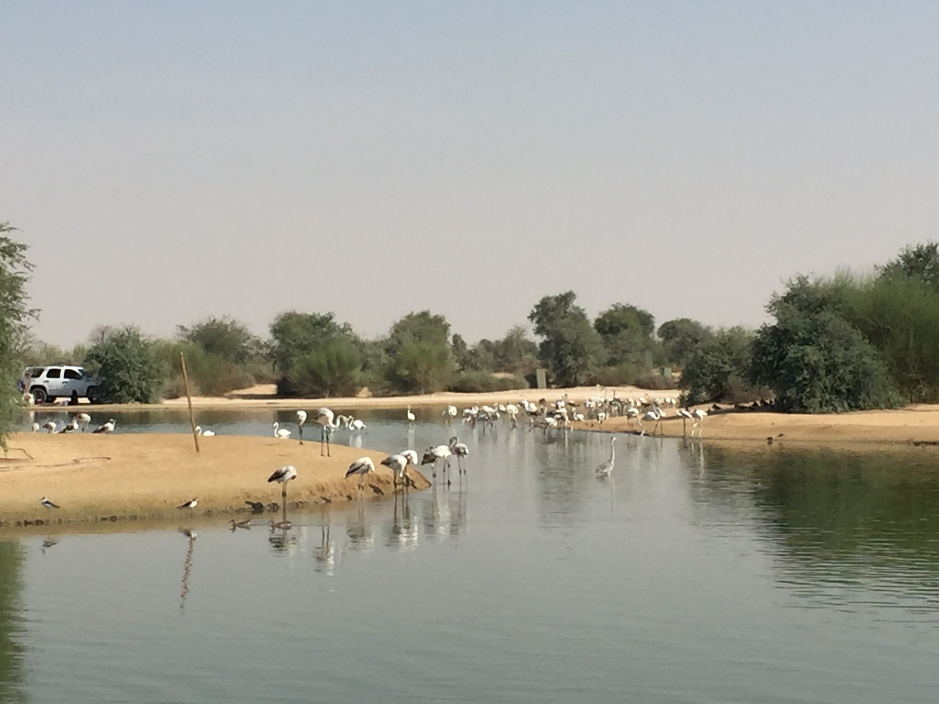 Dubai’s Unforgettable Attractions for Nature Lovers - Dubai Blog